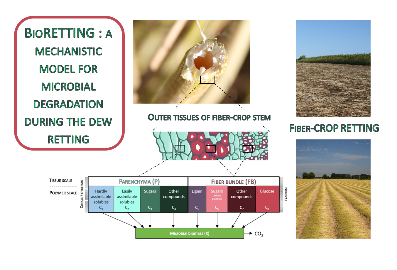Accueil - 8 June 2020 - A model to simulate the biodegradation during ...